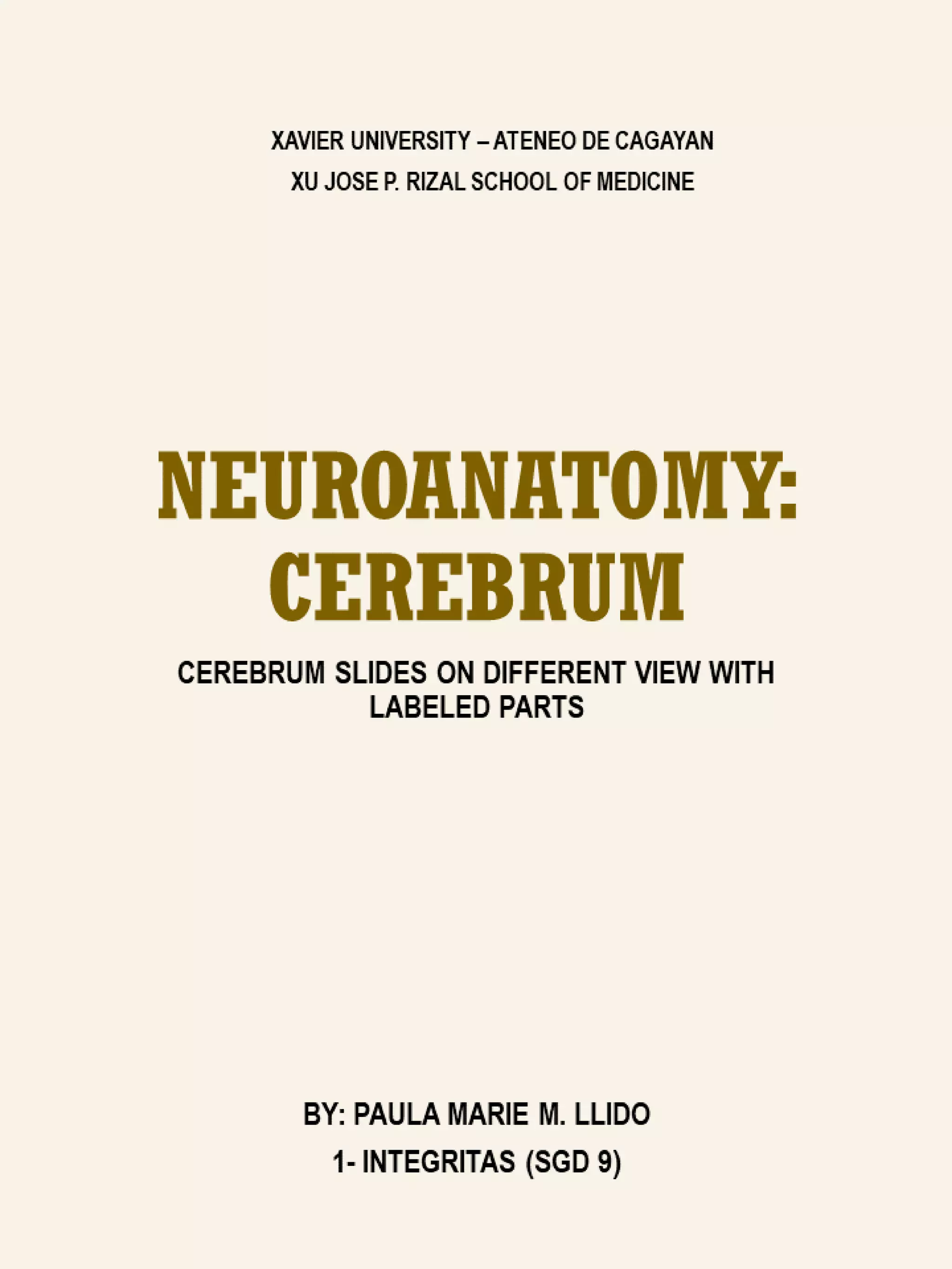 NEUROANATOMY - CEREBRUM | PDF