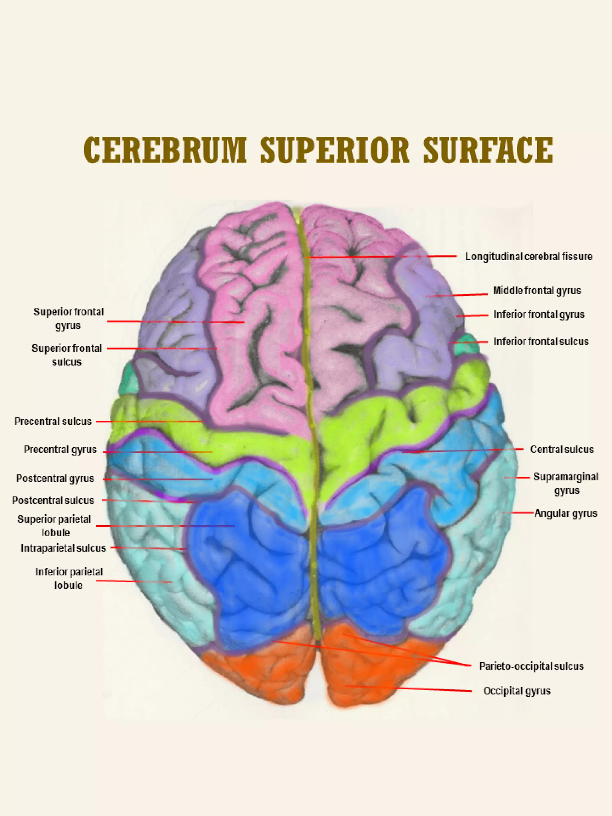 NEUROANATOMY - CEREBRUM | PDF