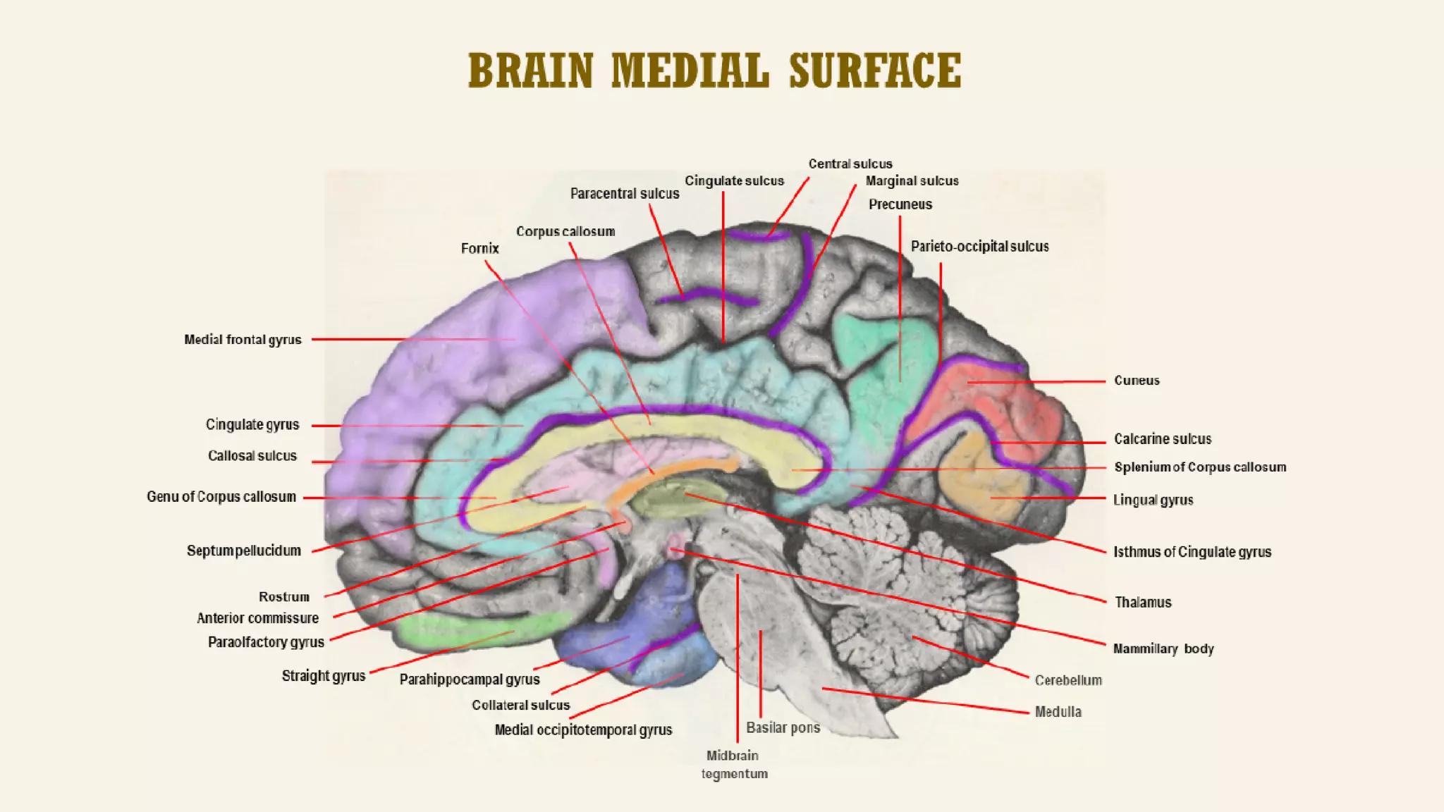 NEUROANATOMY - CEREBRUM | PDF