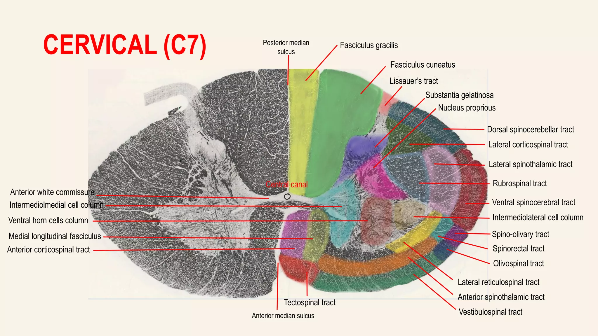 NEUROANATOMY - SPINAL CORD | PDF