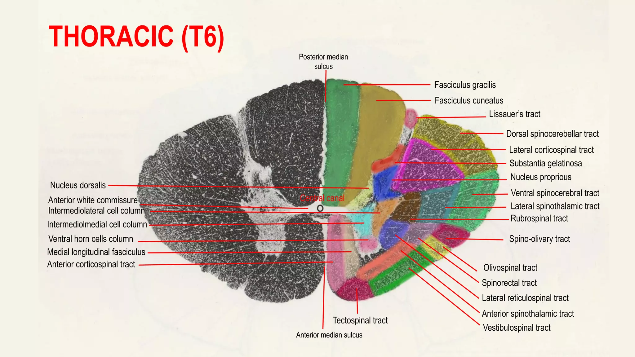 NEUROANATOMY - SPINAL CORD | PDF