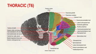 NEUROANATOMY - SPINAL CORD | PPT