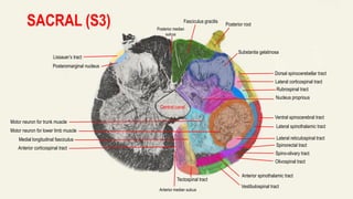 NEUROANATOMY - SPINAL CORD | PPT