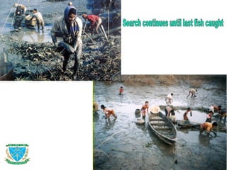 Sustainable Fish Production and Management to Meet the Requirements for ...