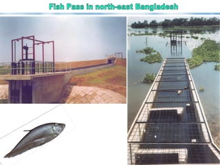 Sustainable Fish Production and Management to Meet the Requirements for ...