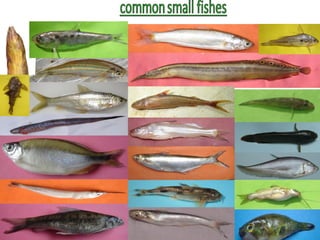 Sustainable Fish Production and Management to Meet the Requirements for ...