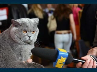 Lllllllllllllll | PPS