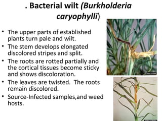 Diseases of anthurium Carnation and Rose.Prepared by Varu Gaitonde. | PPT