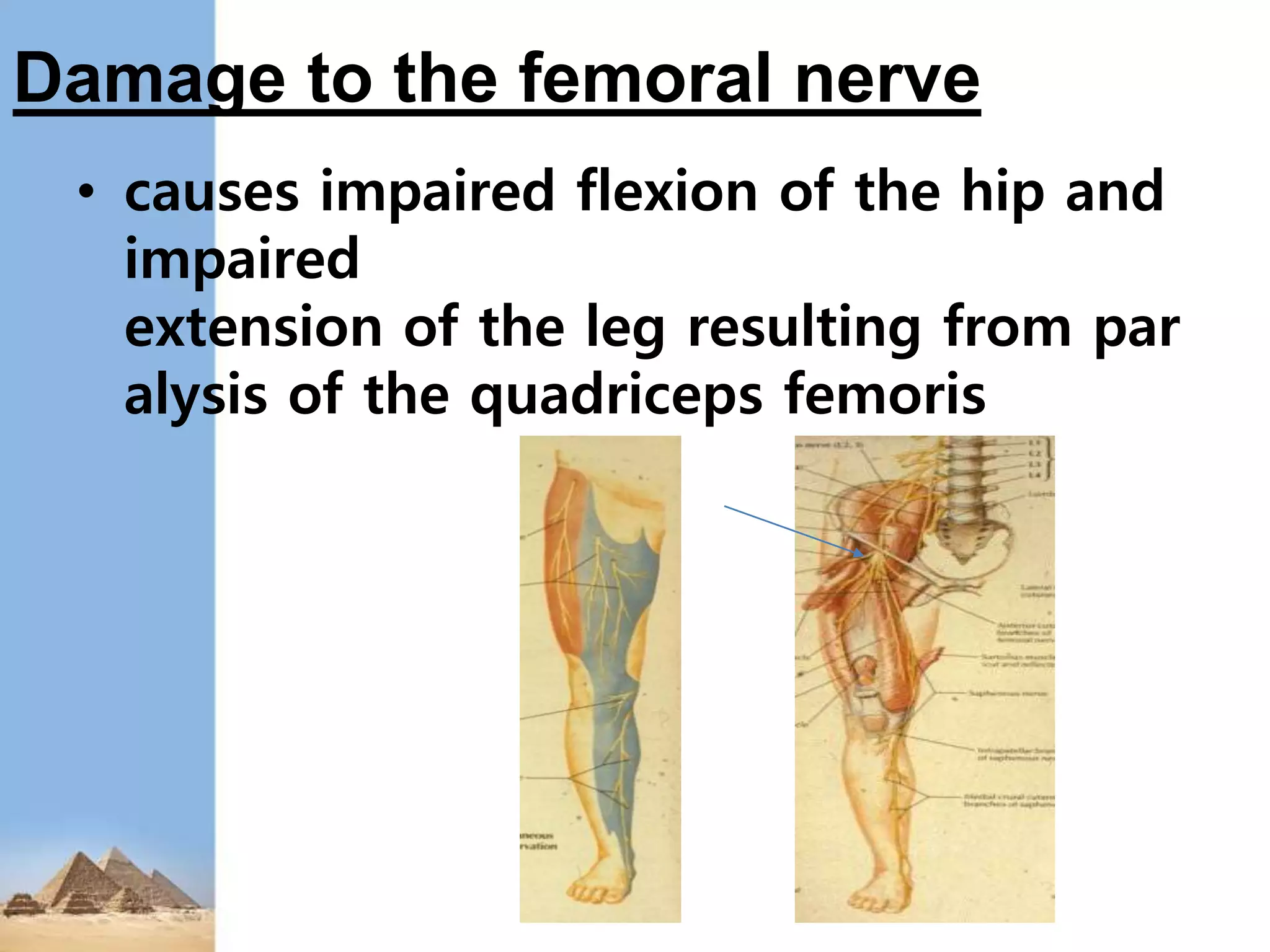 Lower limb nerve injuries | PPTX