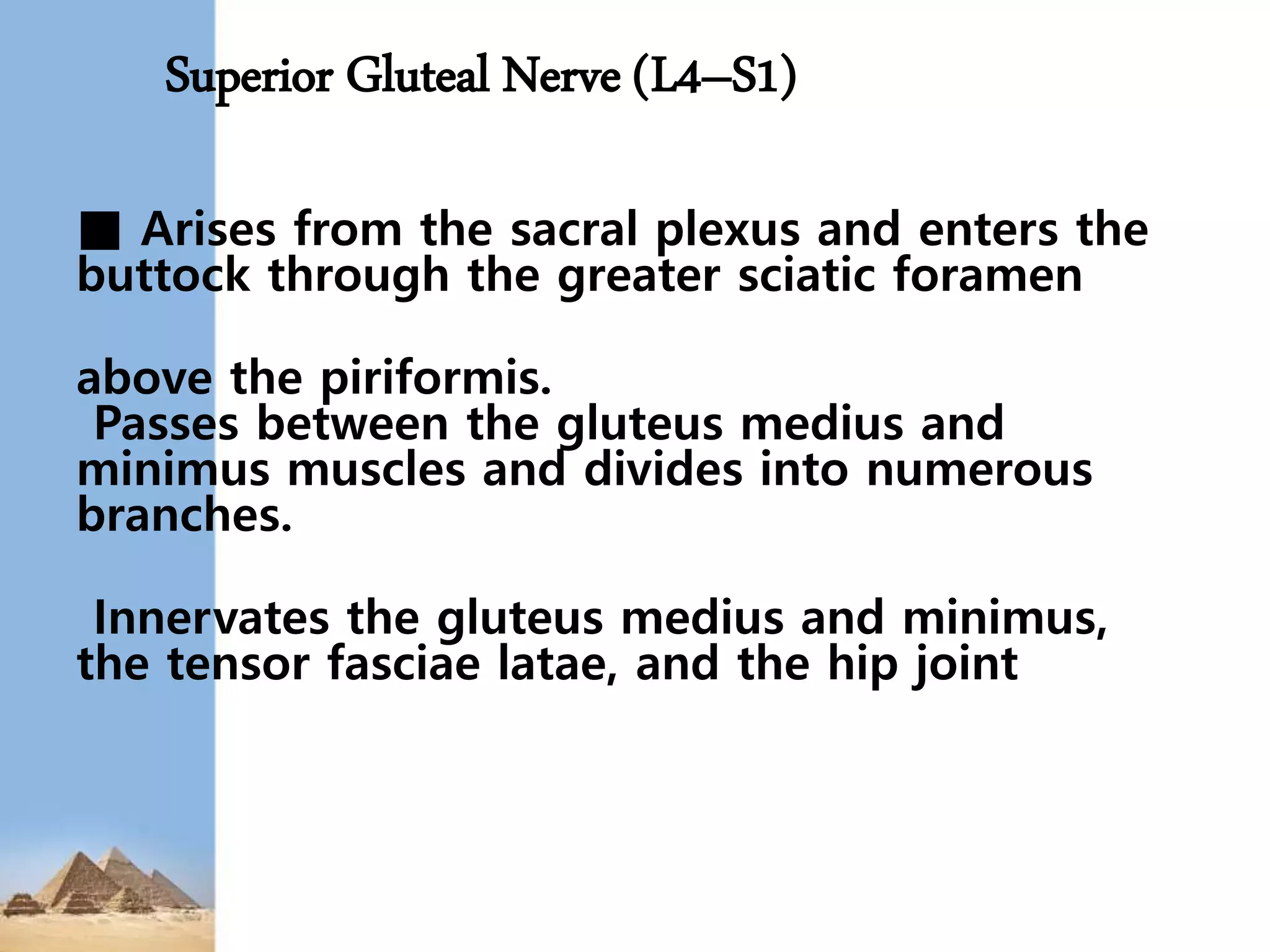 Lower limb nerve injuries | PPTX