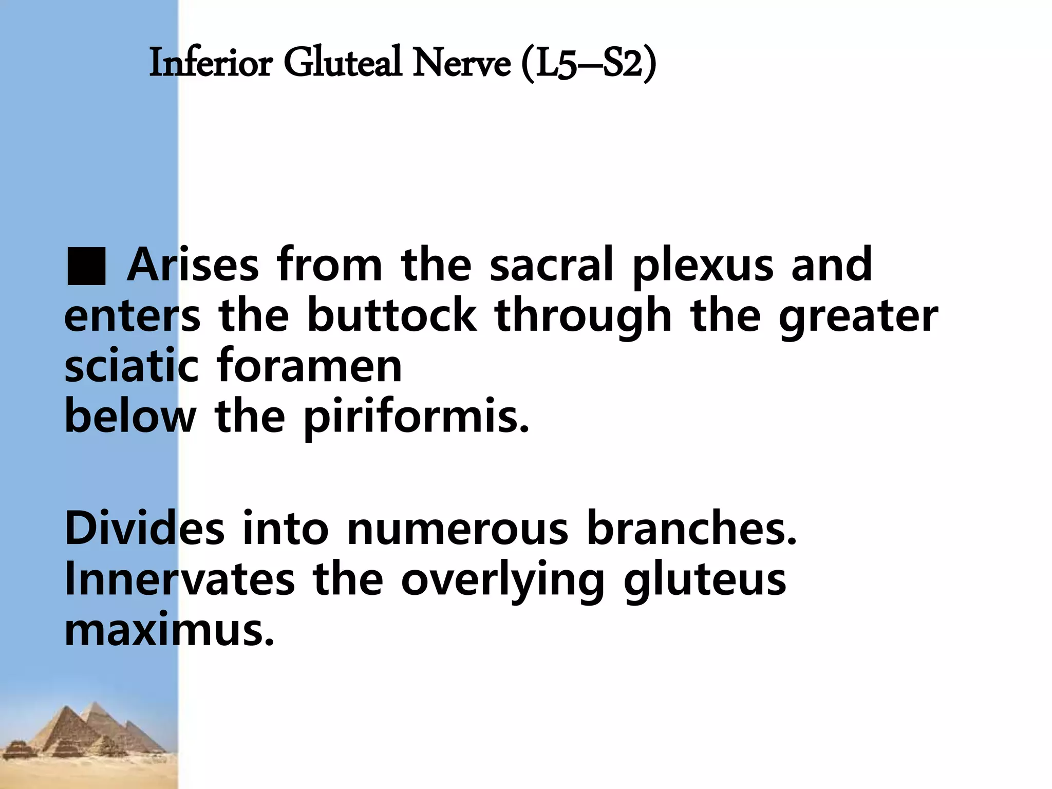 Lower limb nerve injuries | PPTX