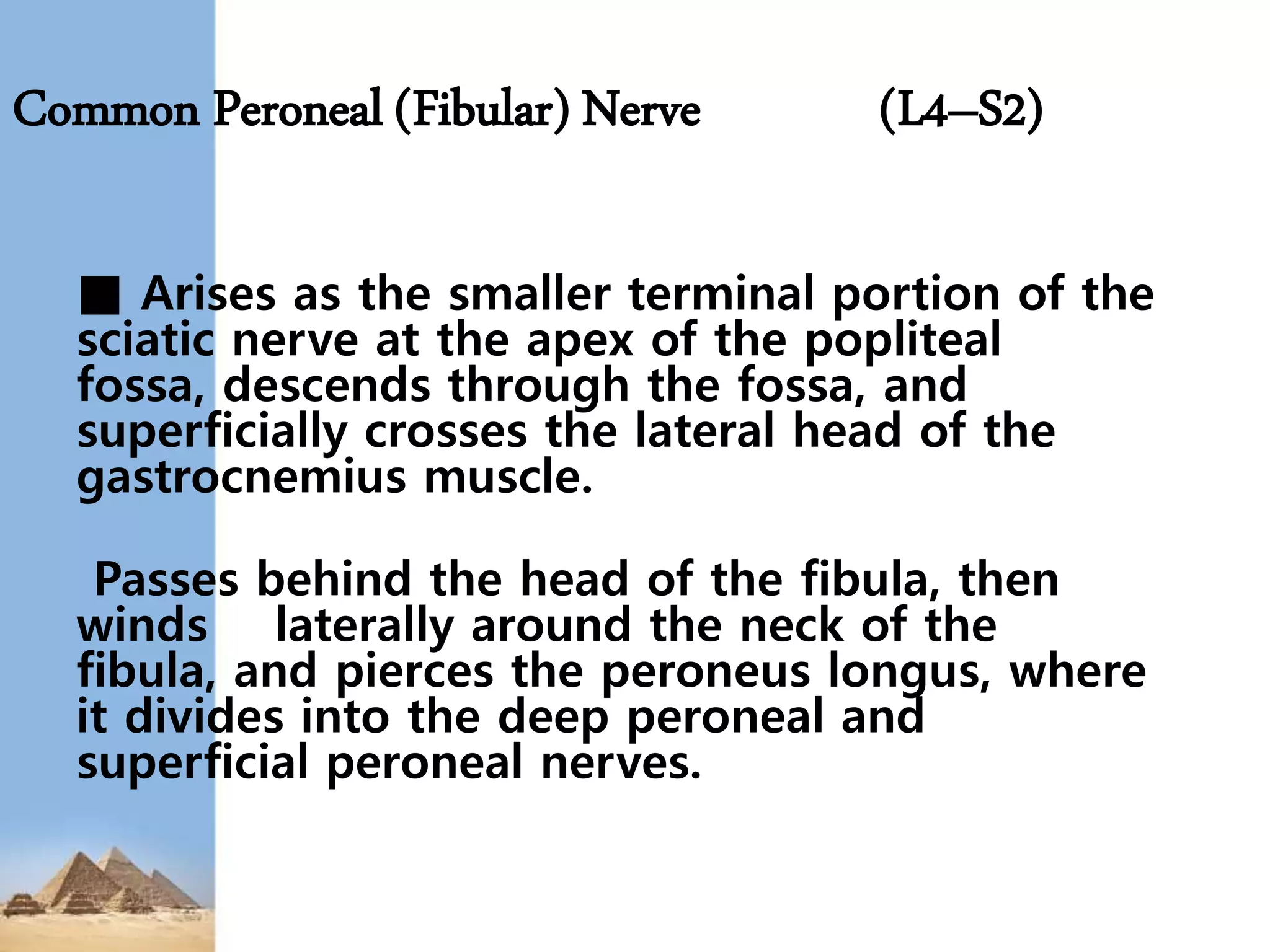 Lower limb nerve injuries | PPTX