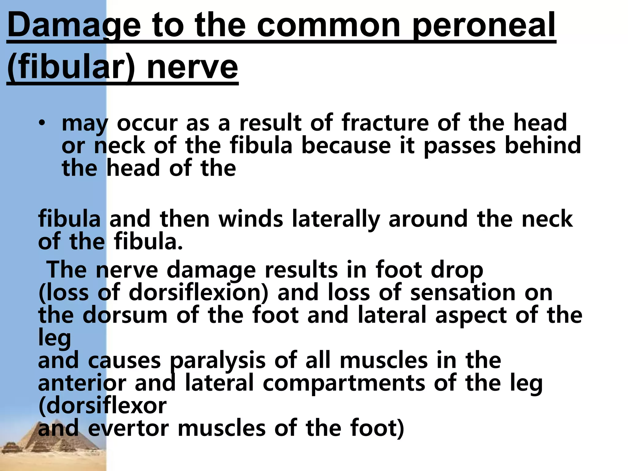 Lower limb nerve injuries | PPTX