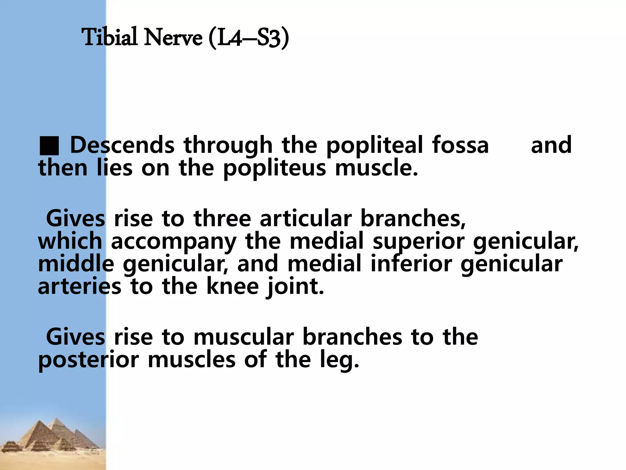 Lower limb nerve injuries | PPTX