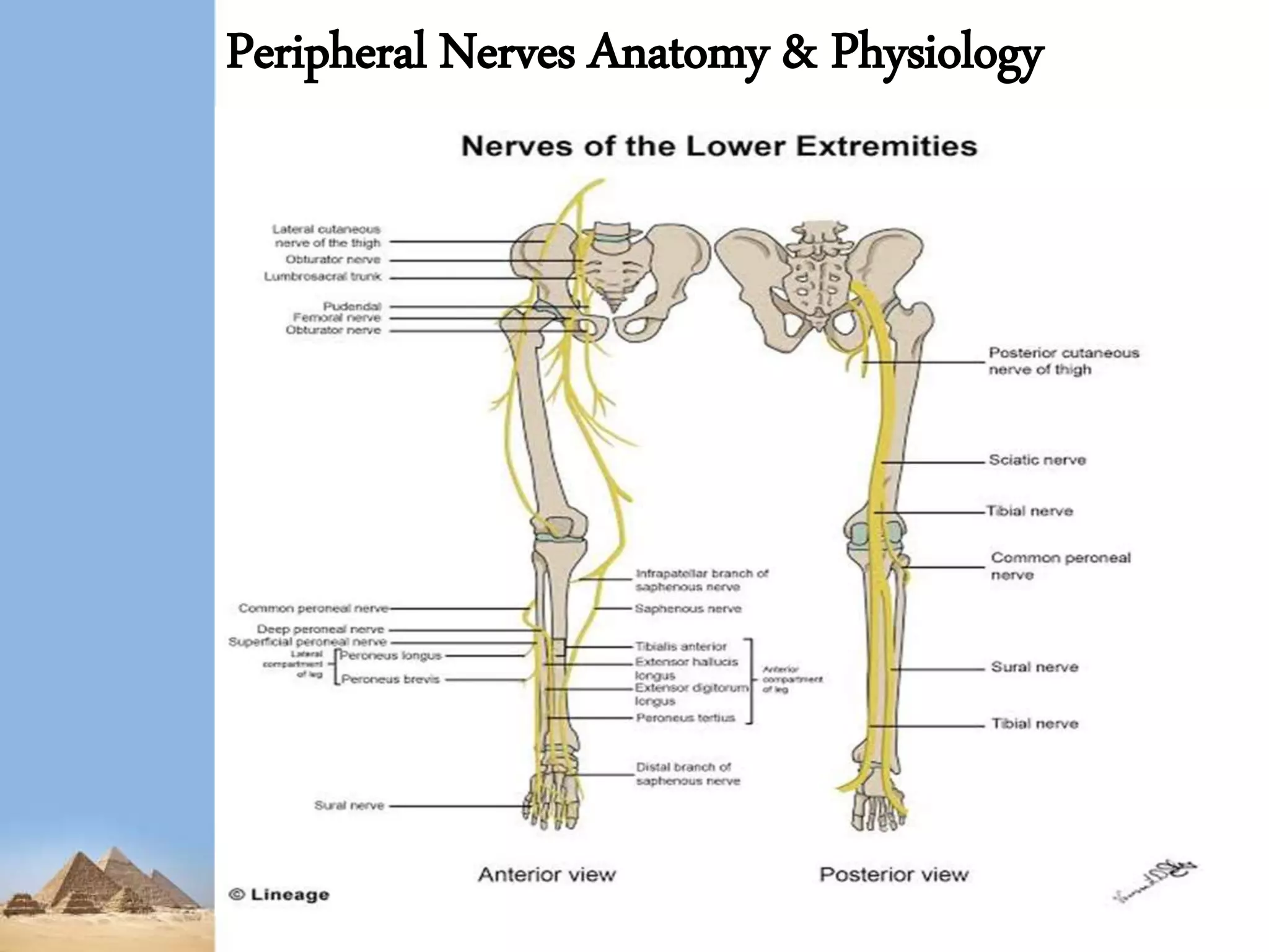 Lower limb nerve injuries | PPTX