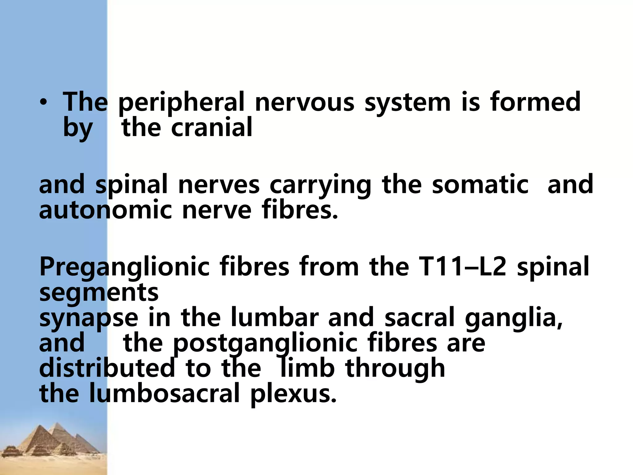 Lower limb nerve injuries | PPTX