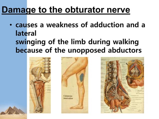 Lower limb nerve injuries | PPTX