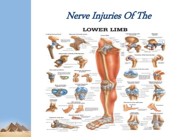 Lower limb nerve injuries | PPTX