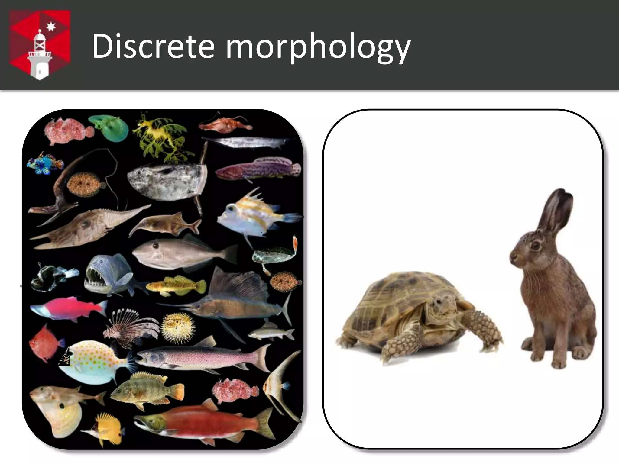 Measuring morphological diversity and tempo using discrete characters ...