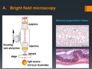 Light Microscopy | PPSX