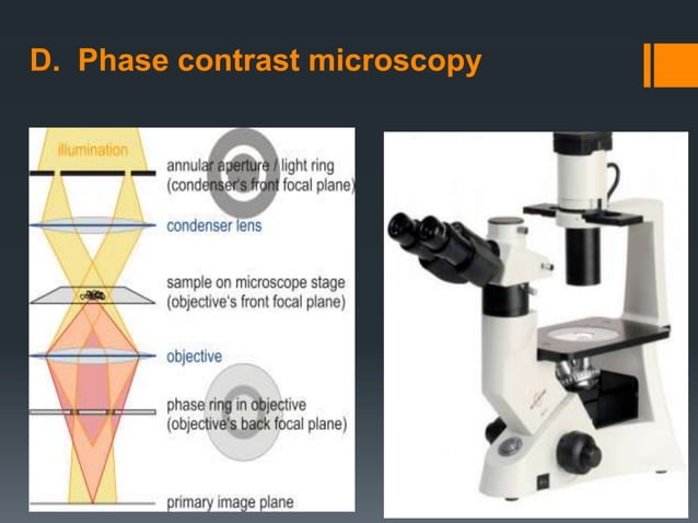 Light Microscopy