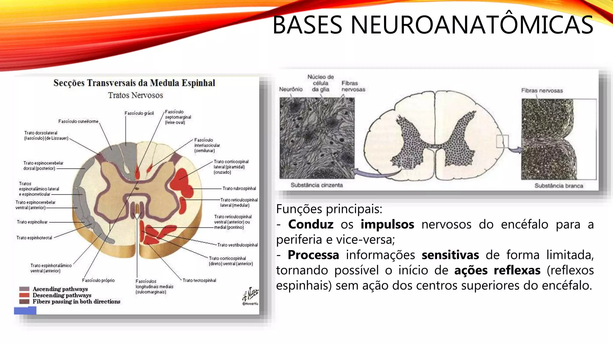 Lesão Medular | PPTX