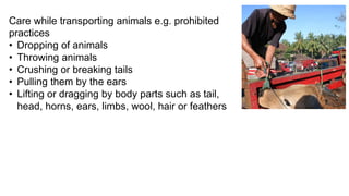 Animal Welfare and Ethics by Dr. Zia Ur Rehman | PPTX