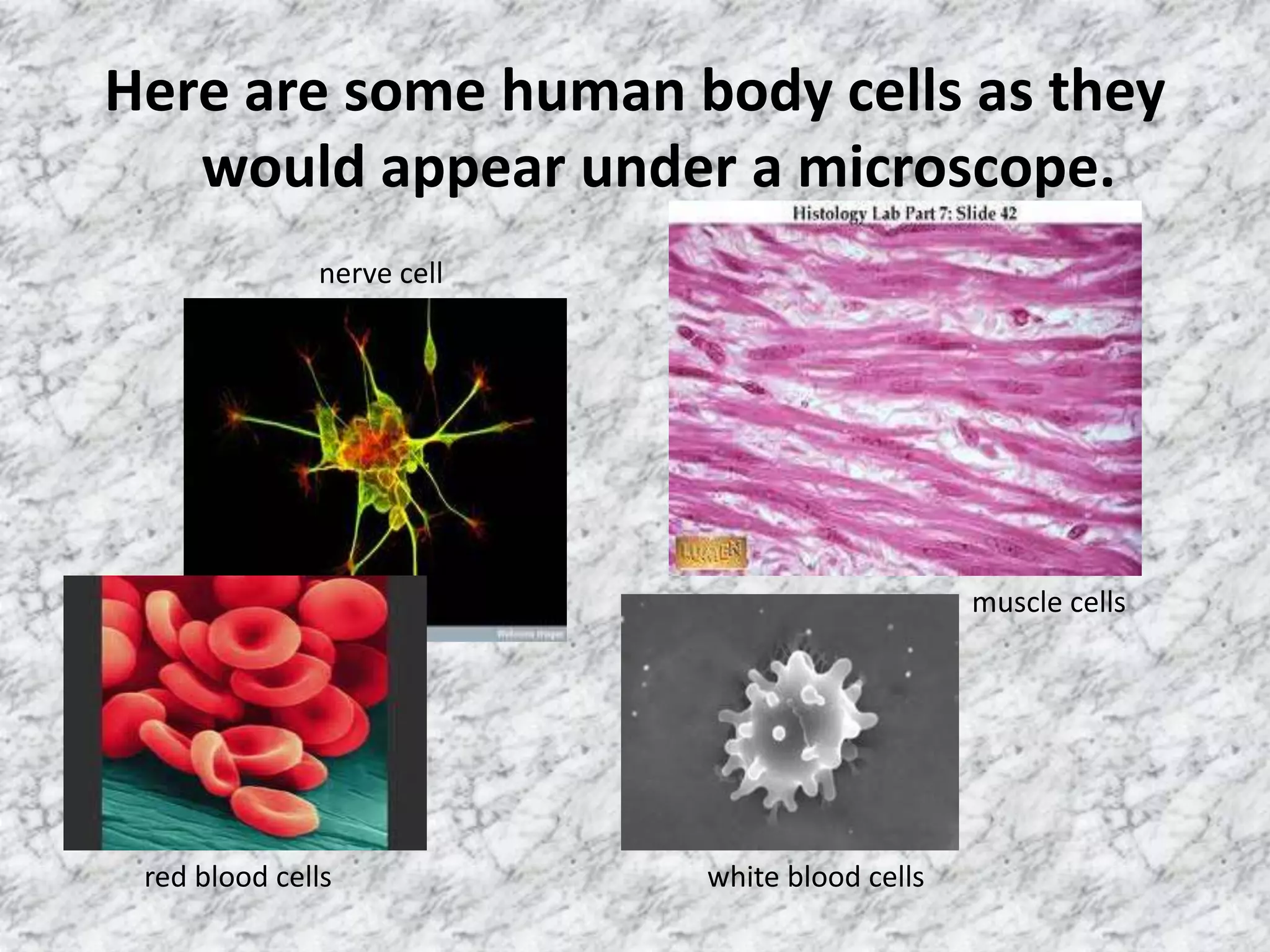 Eukaryotic Cell Parts & Their Functions | PPTX