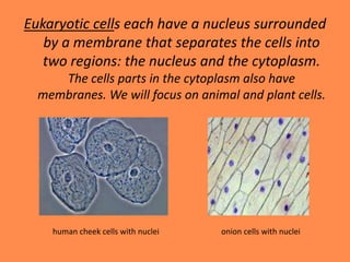 Eukaryotic Cell Parts & Their Functions | PPTX