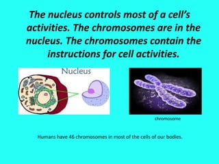 Eukaryotic Cell Parts & Their Functions | PPTX