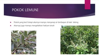 Lmcp1502 pokok berkhasiat dan mengukuhkan jalan raya | PPTX