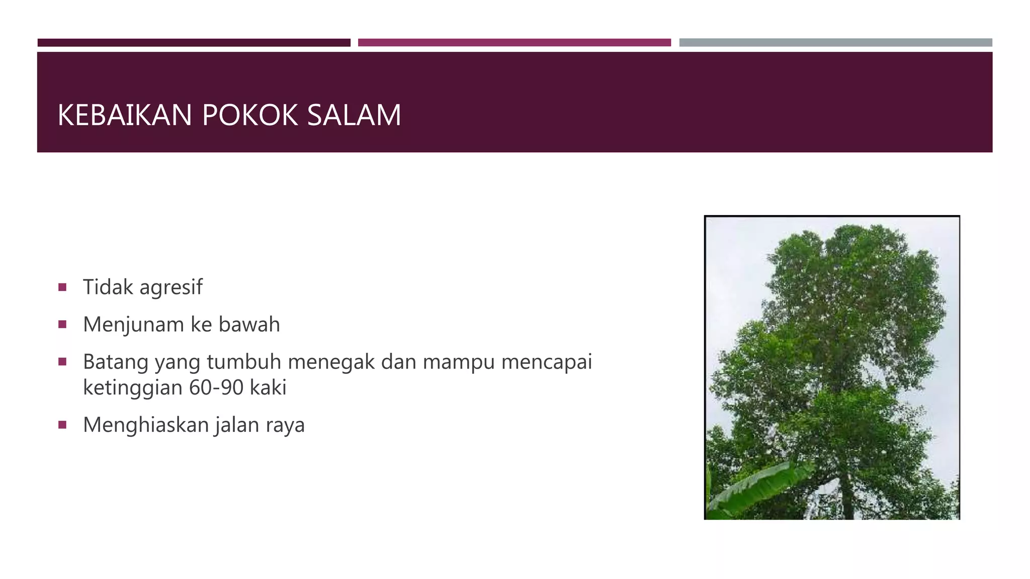 LMCP1502 Pokok Berkhasiat dan Mengukuhkan Jalan Raya | PPT