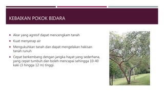 LMCP1502 Pokok Berkhasiat dan Mengukuhkan Jalan Raya | PPTX