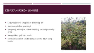 LMCP1502 Pokok Berkhasiat dan Mengukuhkan Jalan Raya | PPT