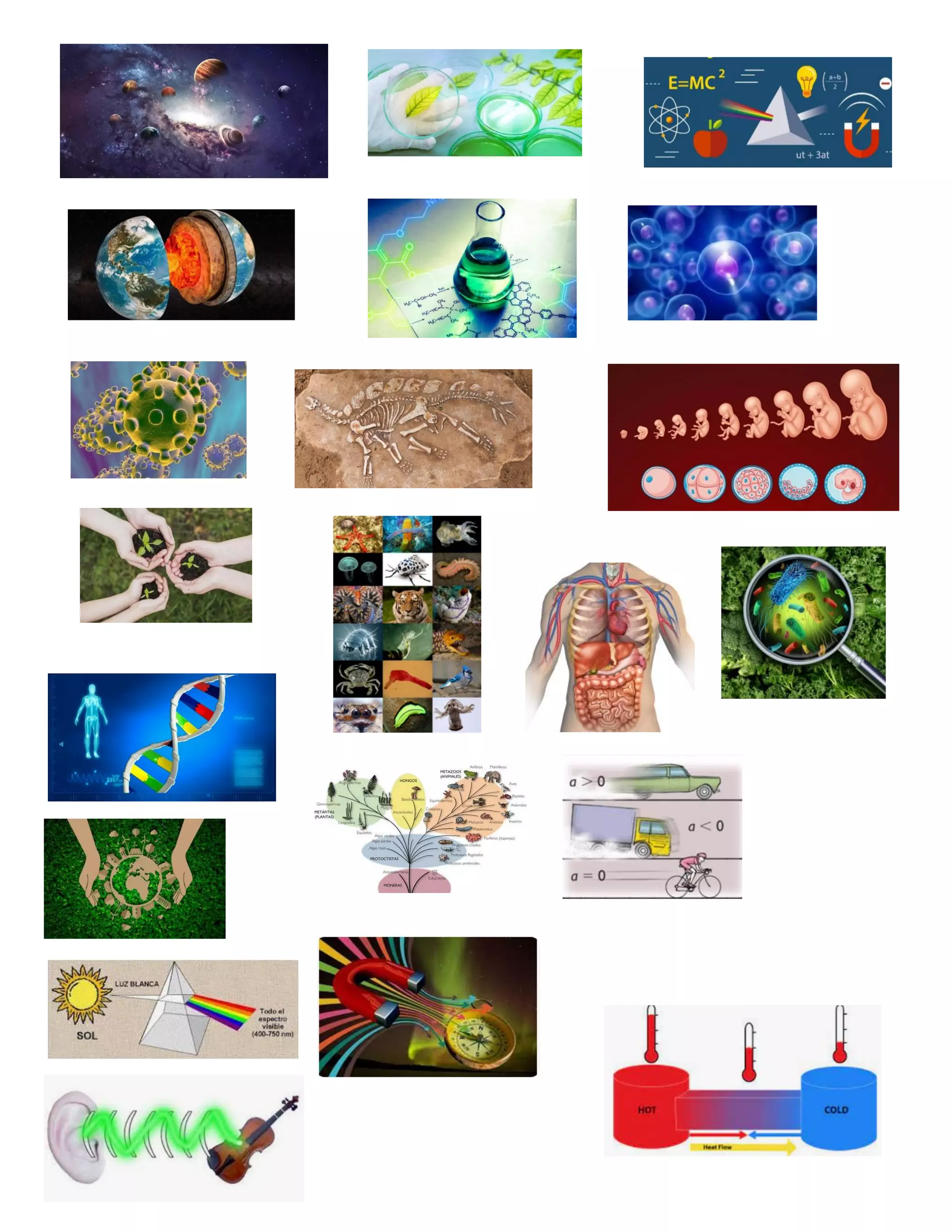 Lámina ramas de las ciencias naturales.pdf