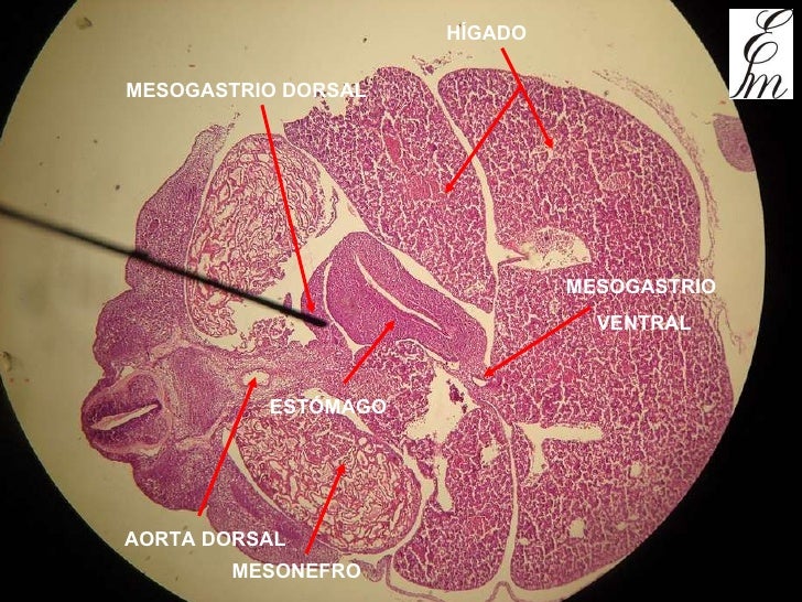 LáMinas De La 2 Unidad (EmbriologíA)
