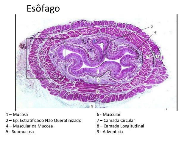 Lâminas digestório