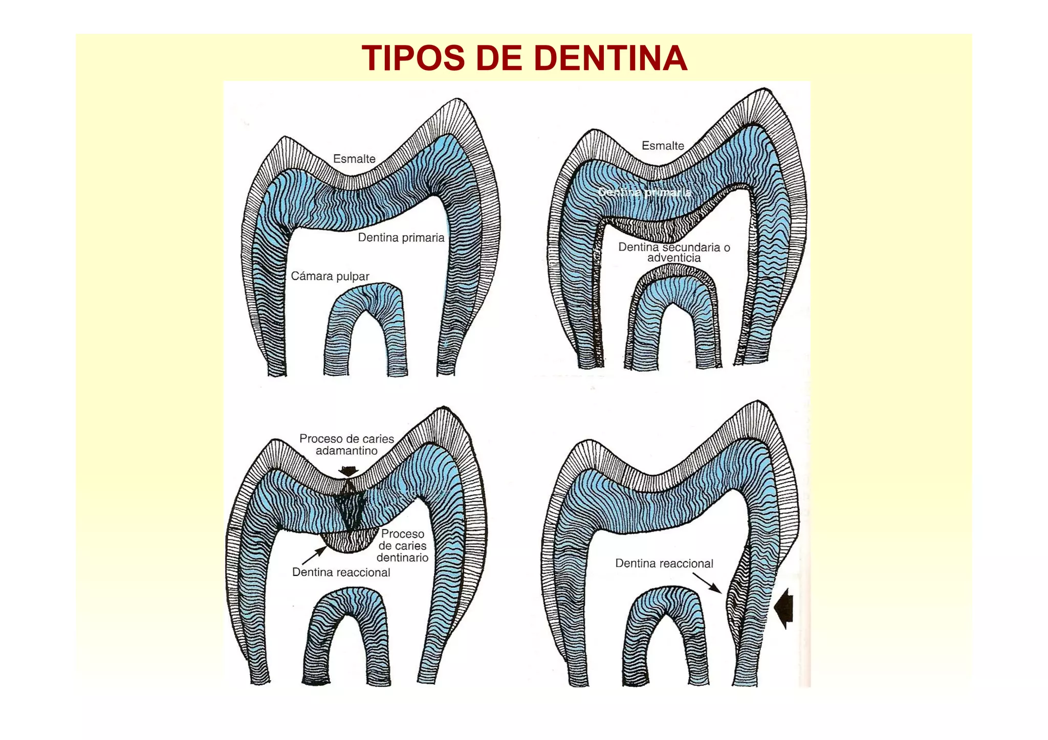 Lminashistologiadental