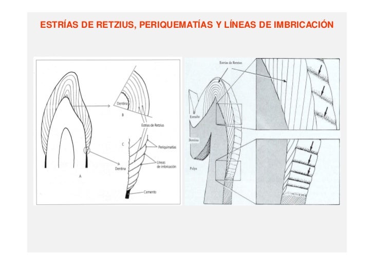Lminashistologiadental