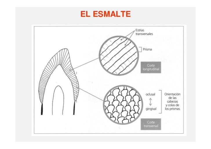 Lminashistologiadental