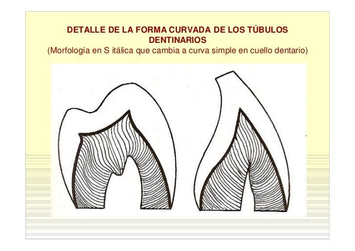 Lminashistologiadental