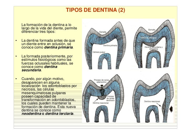 Lminashistologiadental