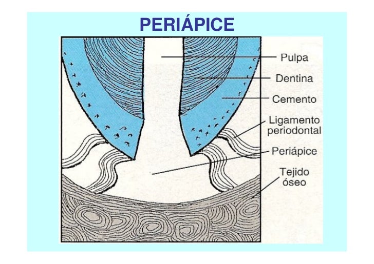 Lminashistologiadental