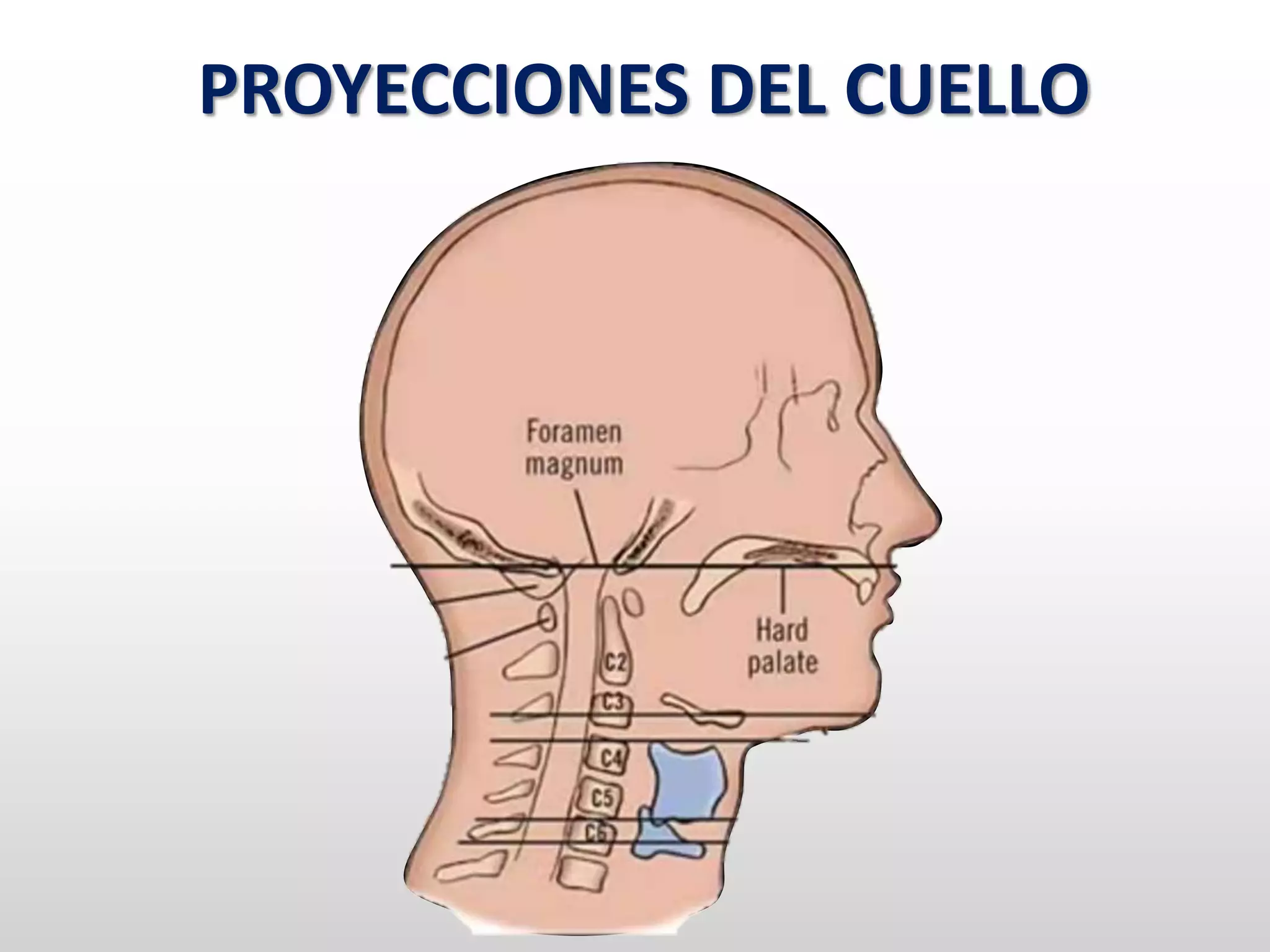 Límites del cuello | PPTX