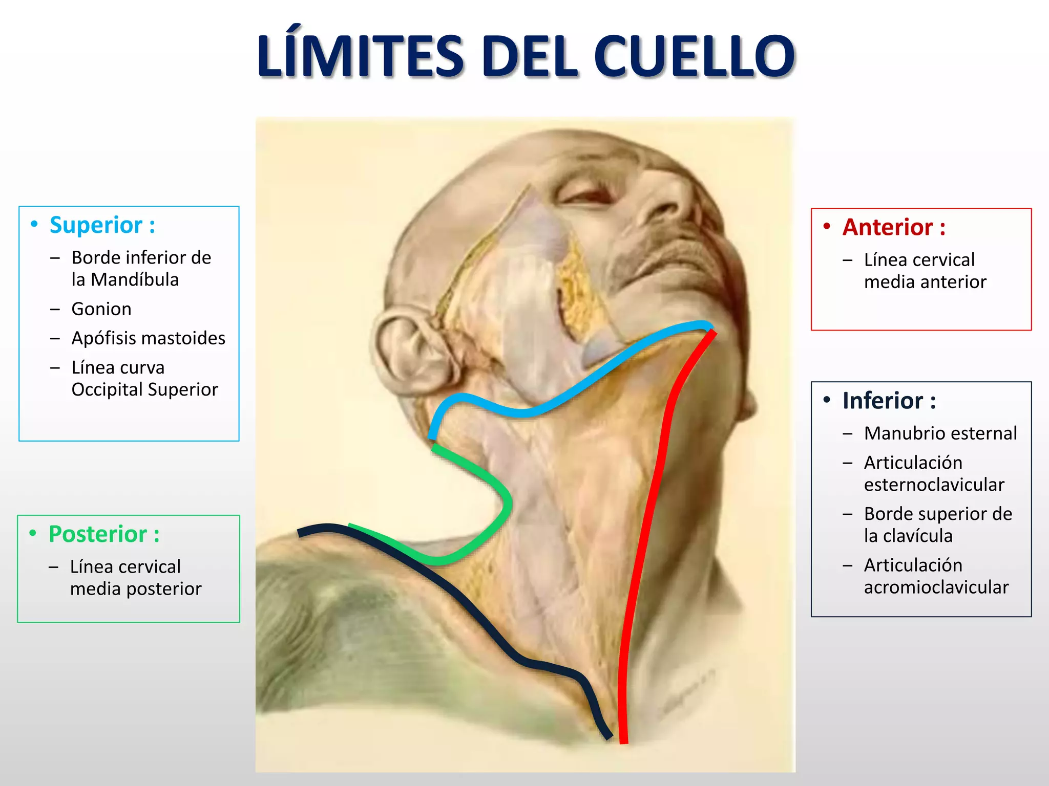 Límites del cuello