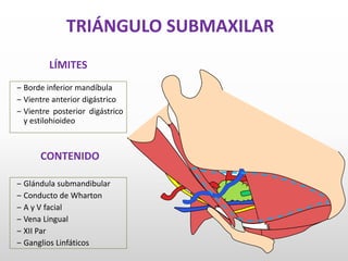 Límites del cuello | PPTX