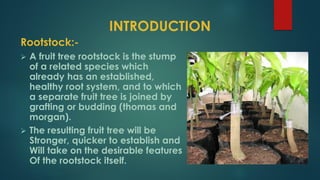 nursery production of fruit crops: definition of rootstocks and scion, types of rootstocks | PPT