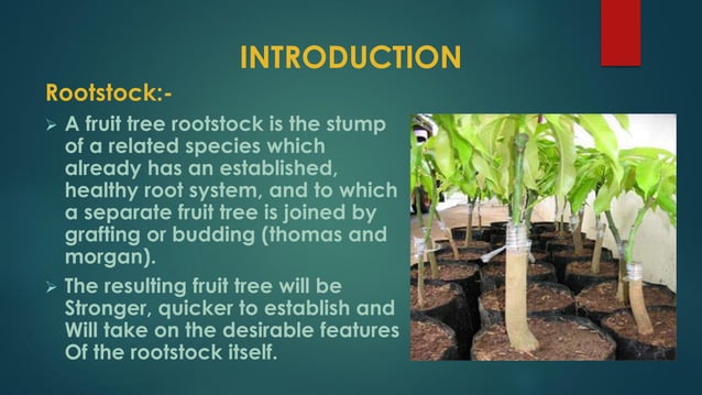 nursery production of fruit crops: definition of rootstocks and scion, types of rootstocks | PPT