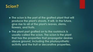 nursery production of fruit crops: definition of rootstocks and scion ...