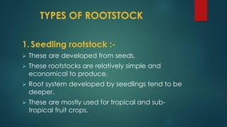 nursery production of fruit crops: definition of rootstocks and scion ...